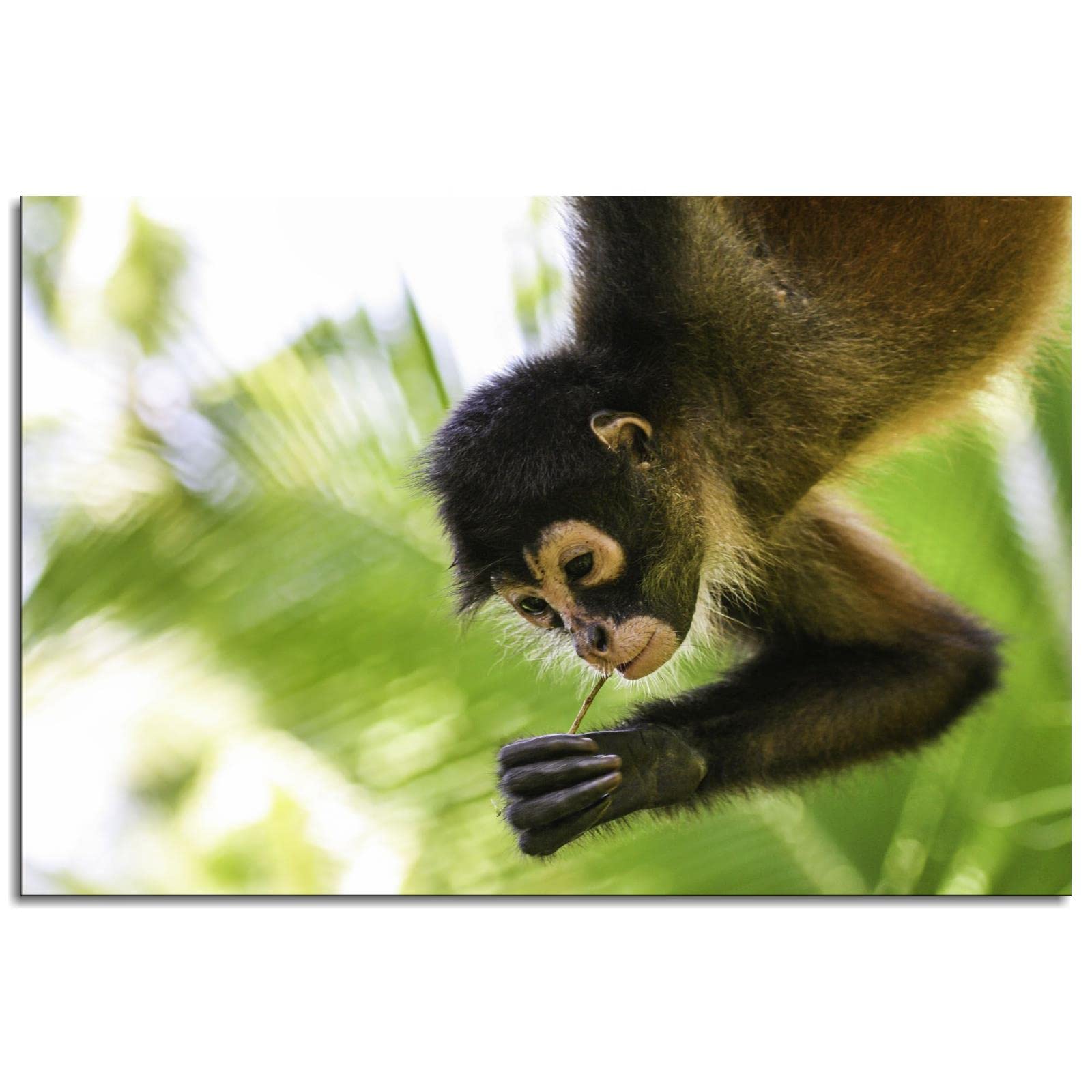 Cute Spider Monkeys
