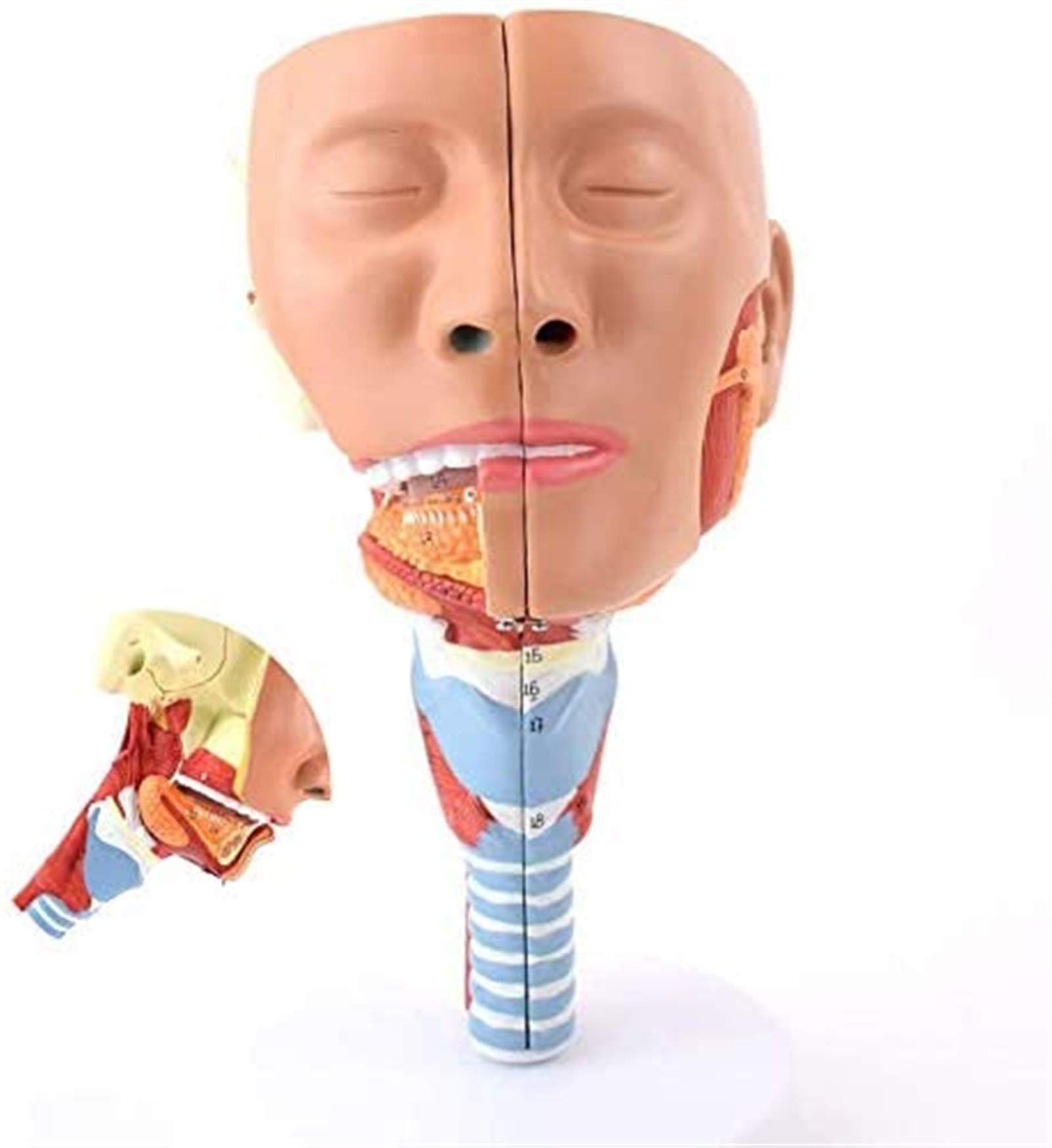 Buy Nasopharyngeal Pharyngeal Muscle Anatomical Model Mouth Pharynx ...