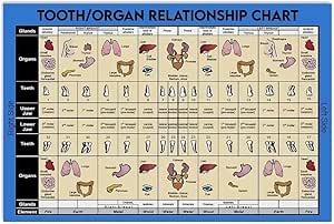 Amazon.com: Tooth Organ Relationship Chart Wall Art Medical Posters ...
