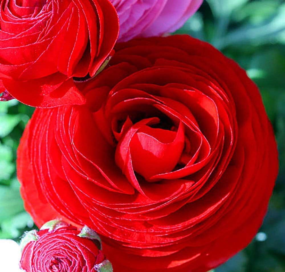 Amazon.com : Pastel Red Ranunculus Bulbs(10 Bulbs) Perennial Great ...