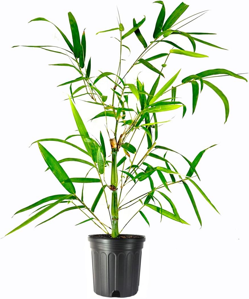 Amazon.com : Dwarf Buddha Belly Bamboo | 2 Live Plants | Bambusa ...
