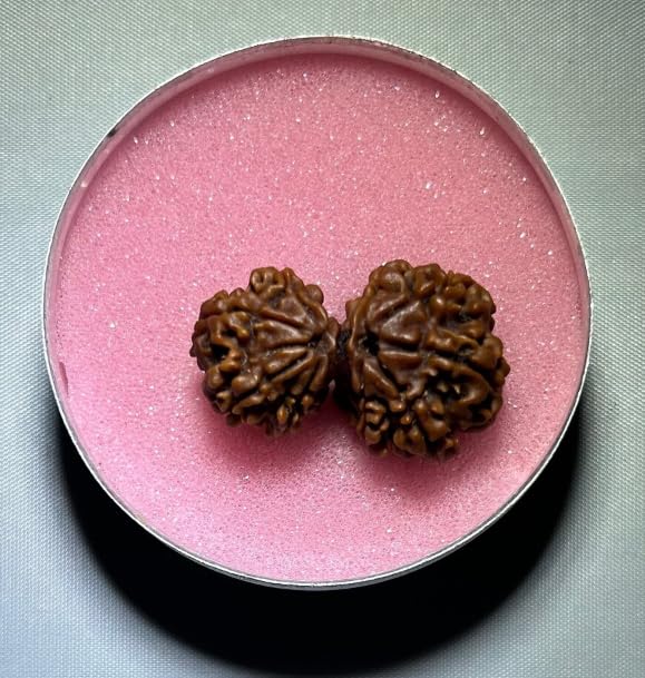 All Stone Gauri Shankar Rudraksha Original Certified Shiv Parvati ...