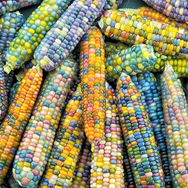 TomorrowSeeds - Glass Gem Ornamental Corn Seeds (Organic) - 40+ Count ...