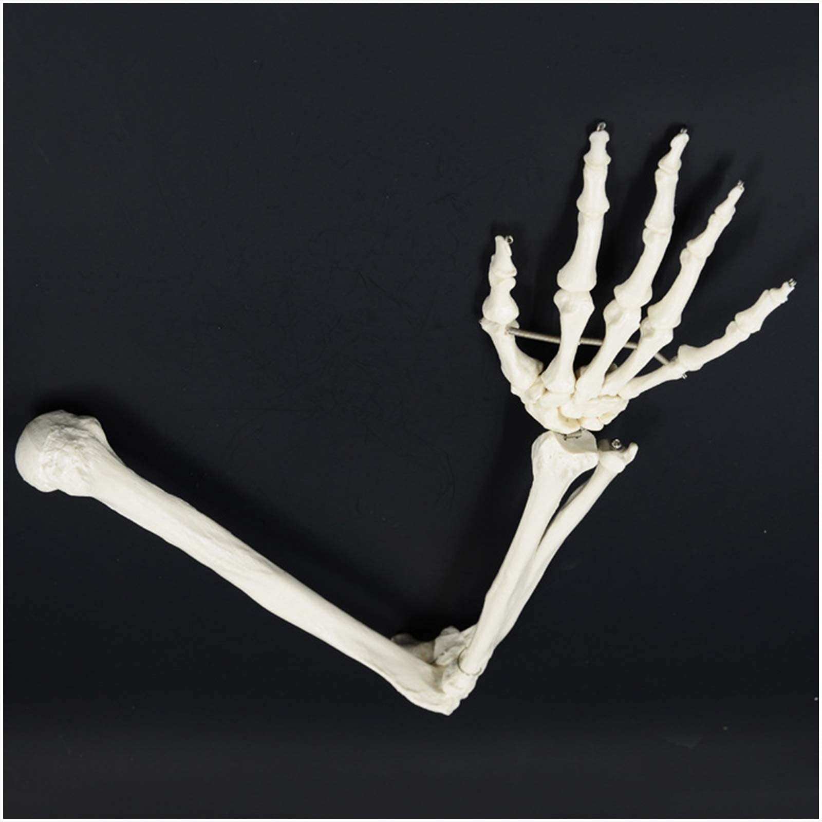 Buy Human Arm Skeleton Model - Medical Anatomical Human Upper Limb ...
