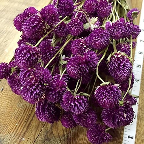 Amazon.com : Globe Amaranth Seedd,Purple-Excellent Cut Flower,Fresh or ...
