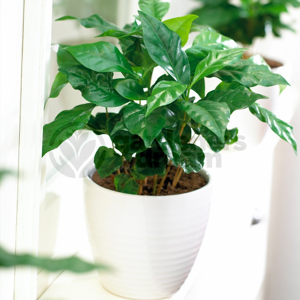 Indoor Coffee Bean Tree The Joy Of Growing Coffee As A Houseplant