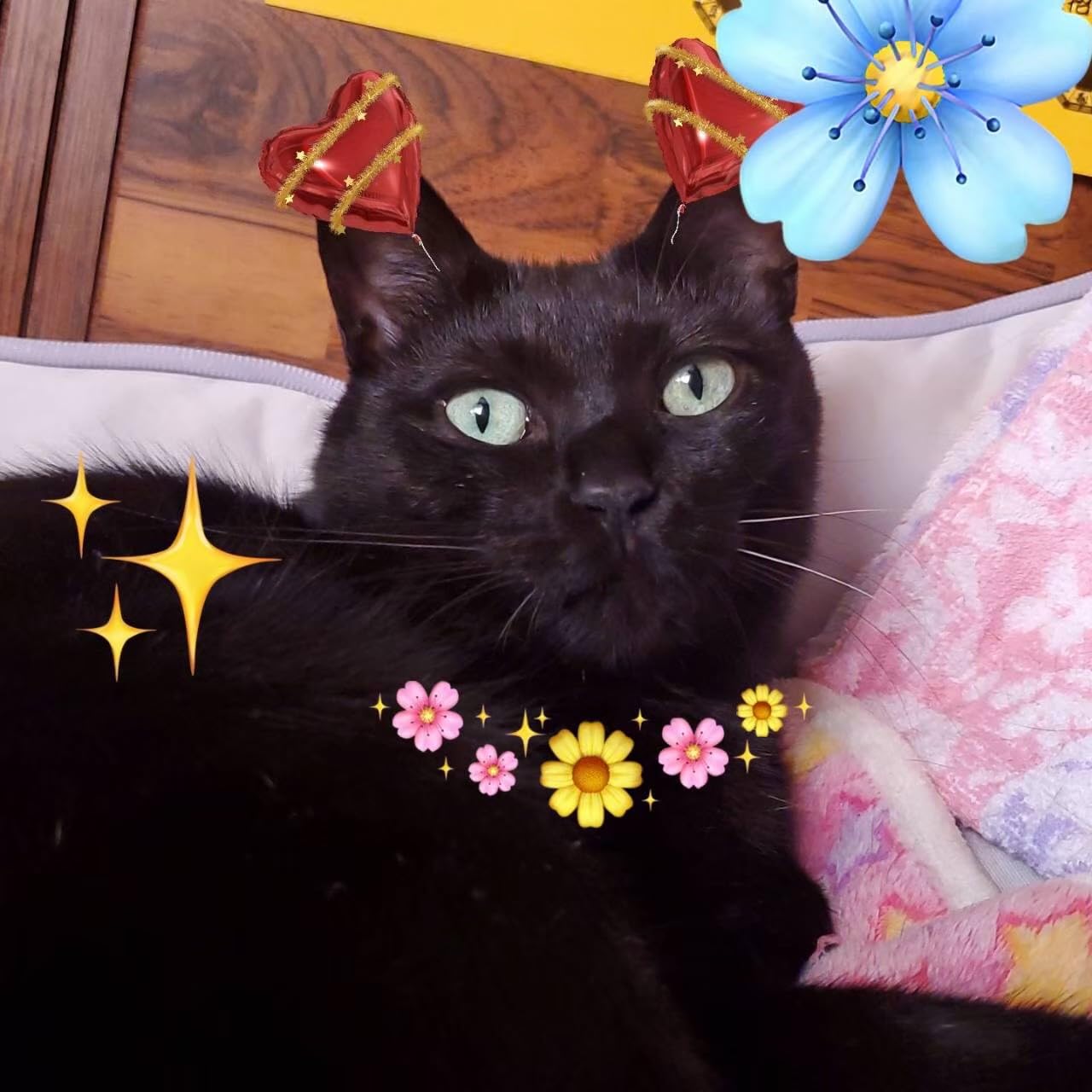 Amazon | サンライズ AIM30 室内避妊・去勢後成猫用 健康な尿路・毛玉ケア 600g | AIM30 | ドライ 通販