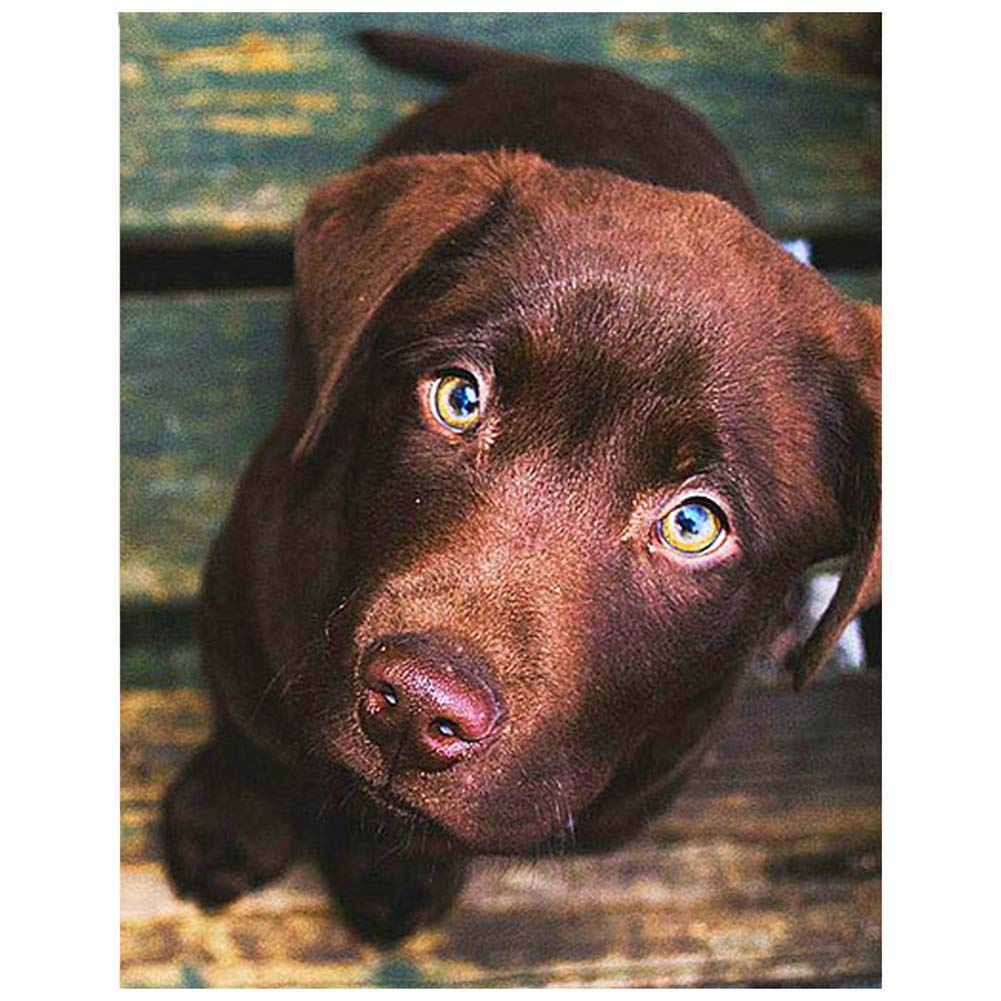 Chocolate Lab Adult With Green Eyes