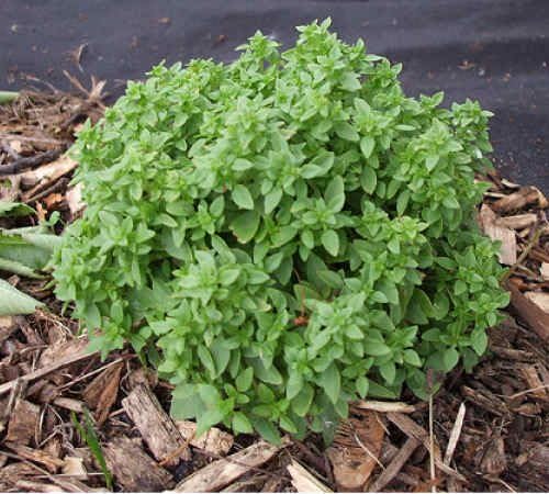 Amazon.com : Clovers Garden Hot and Spicy Basil Herb Plants-Non GMO-Two ...