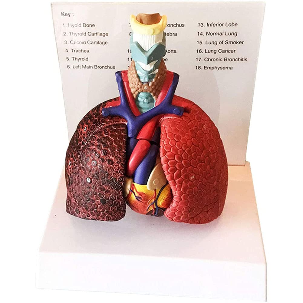 Heart Lung Model Human Body Organ Anatomy Removable Parts 1 ...