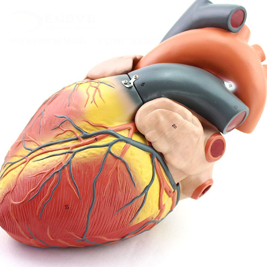 Buy Educational Model Human Heart Model, Heart Anatomy Teaching Model ...