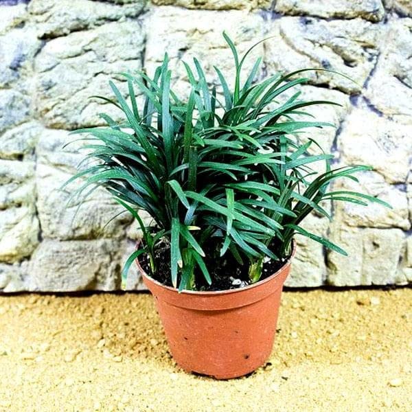 Mphmi NCR Live Plants Flower Nariyal, Coconut Tree (Golden, Hybrid ...