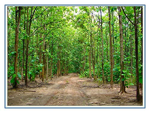 Buy RK Seeds Teak Wood Seeds (Tectona Grandis) teak wood seeds,teak ...