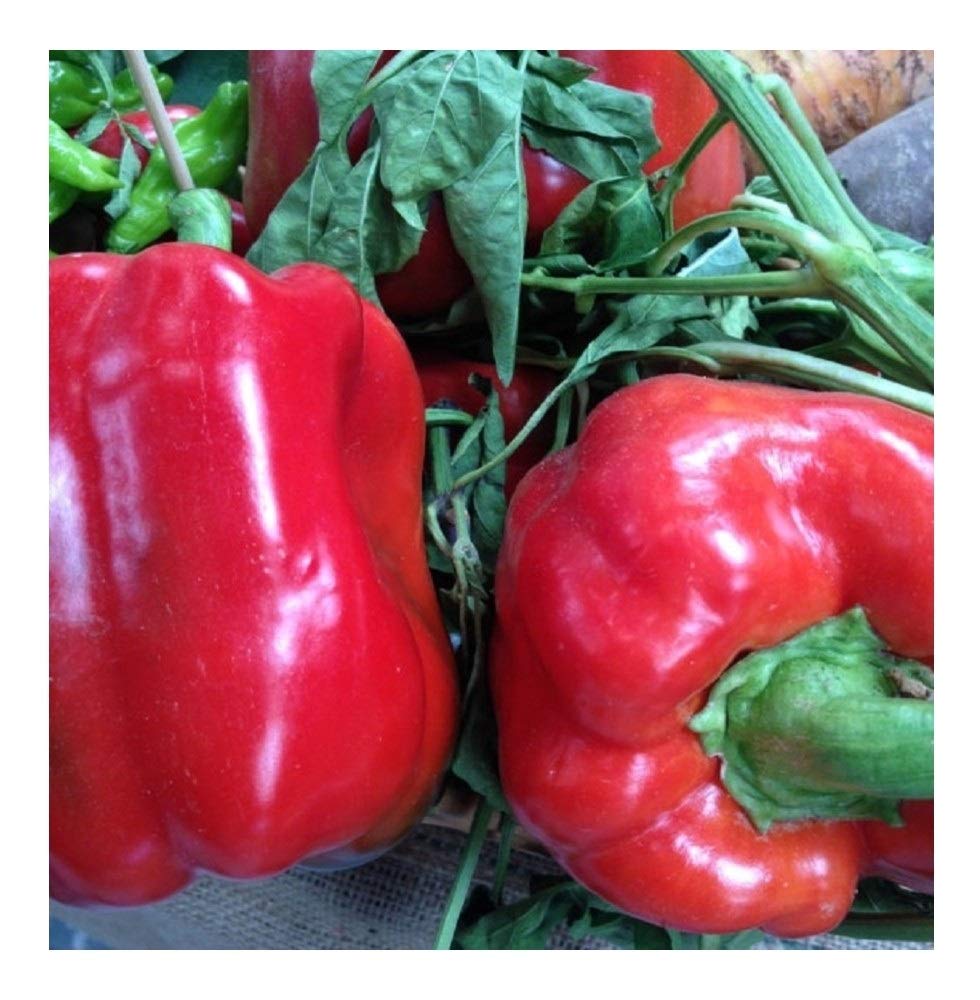 PREMIER SEEDS DIRECT -ORGANIC SWEET PEPPER QUADRATO D'ASTI RED 60 ...