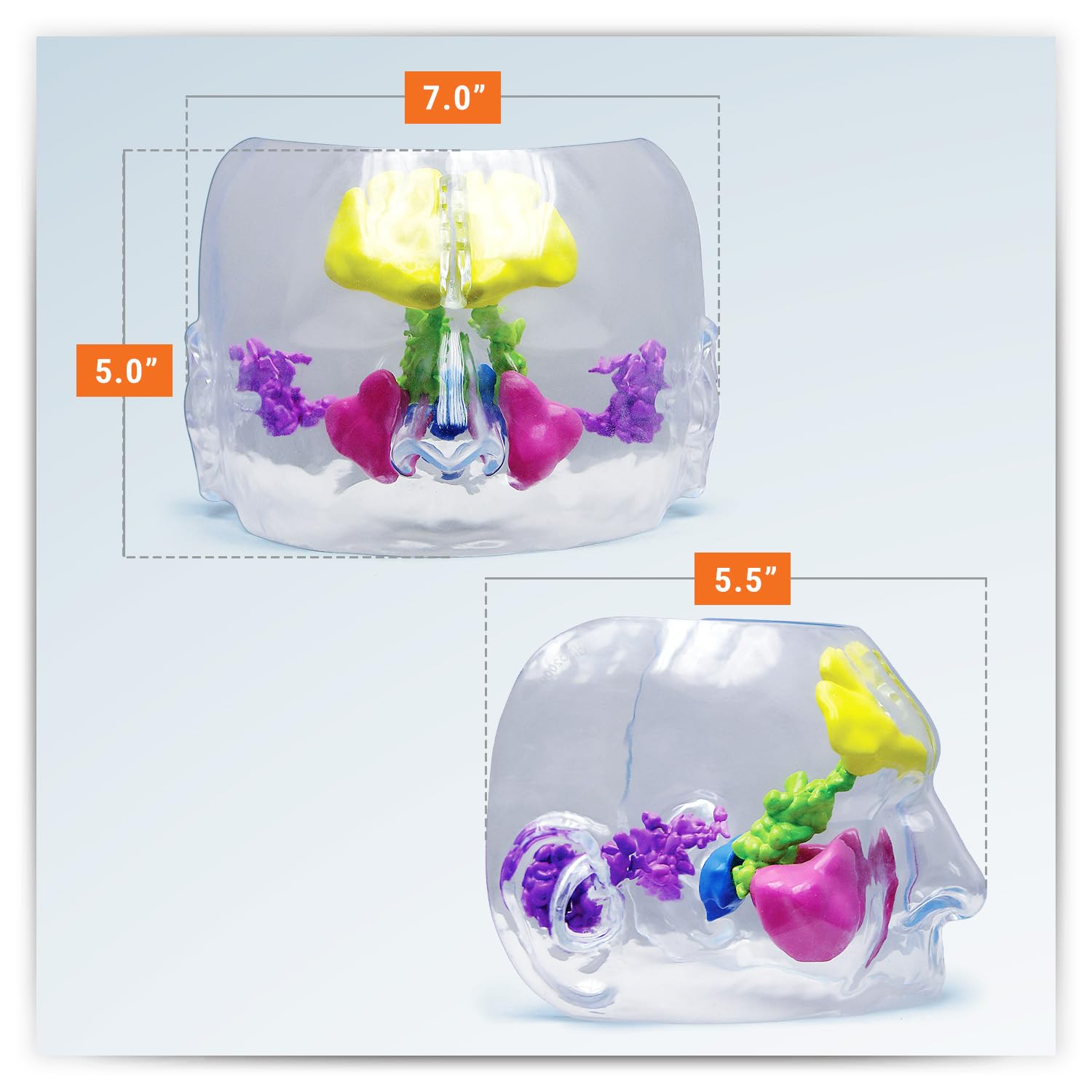 Snapklik.com : Clear Sinus Model, Replica For Human Anatomy And ...
