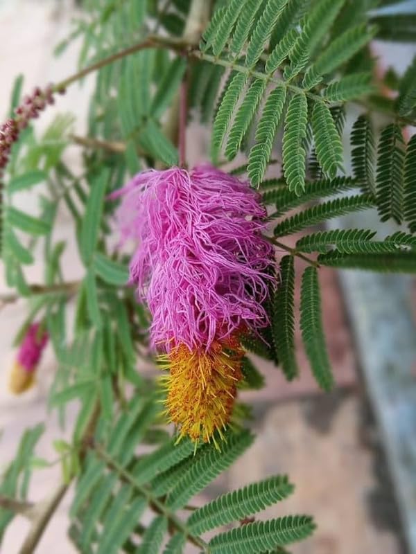 New Shami plant original, plant for original shami Pack of 1 : Amazon ...