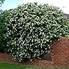 Amazon.com : Fragrant Mock Orange Plants Tree Live Shrub House Plant ...