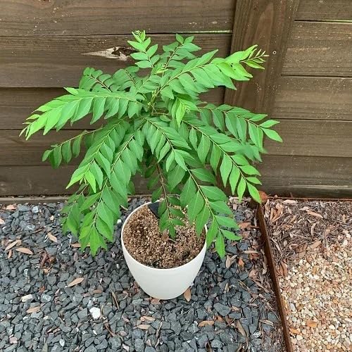 Golden Bloom Drafted Live Air Layering Hybrid curry patta plant curry ...