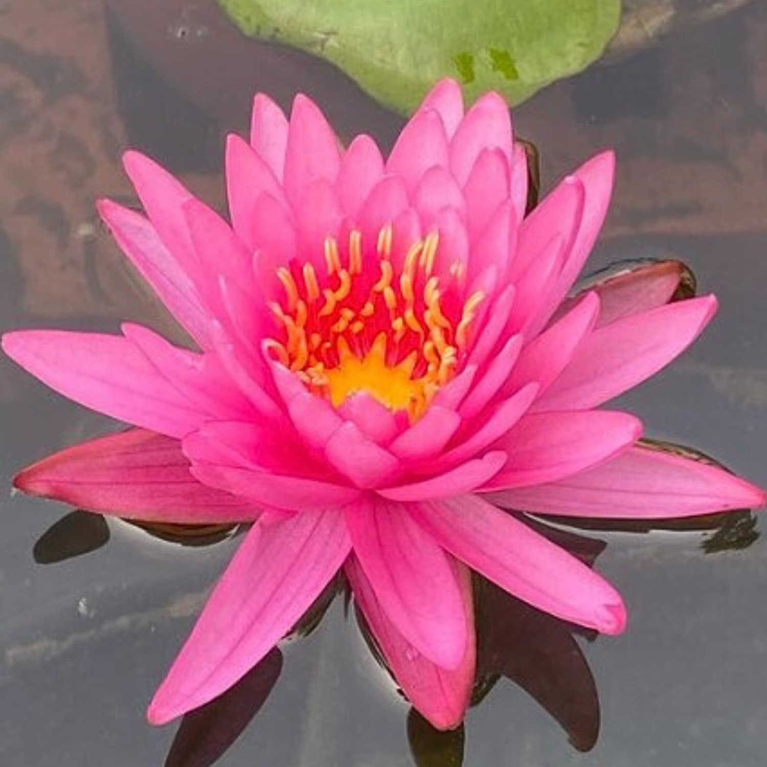 Amazon.com : Mainam Mix Colorful Hardy Water Lily Tuber Live Aquarium ...