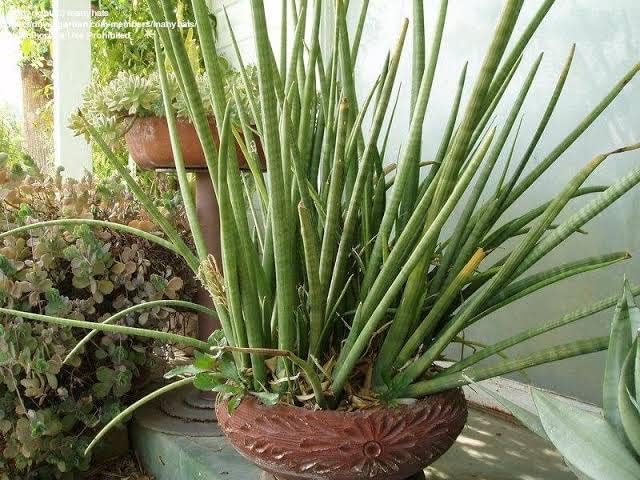 UGALOO sansevieria cylindrica snake aloe plant : Amazon.in: Garden ...