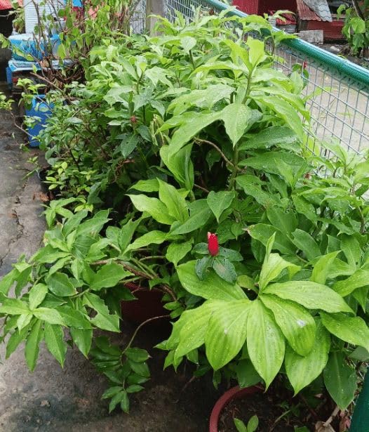 Insulin Plant Medicinal tree original Varaity tree pack of 1 with grow ...