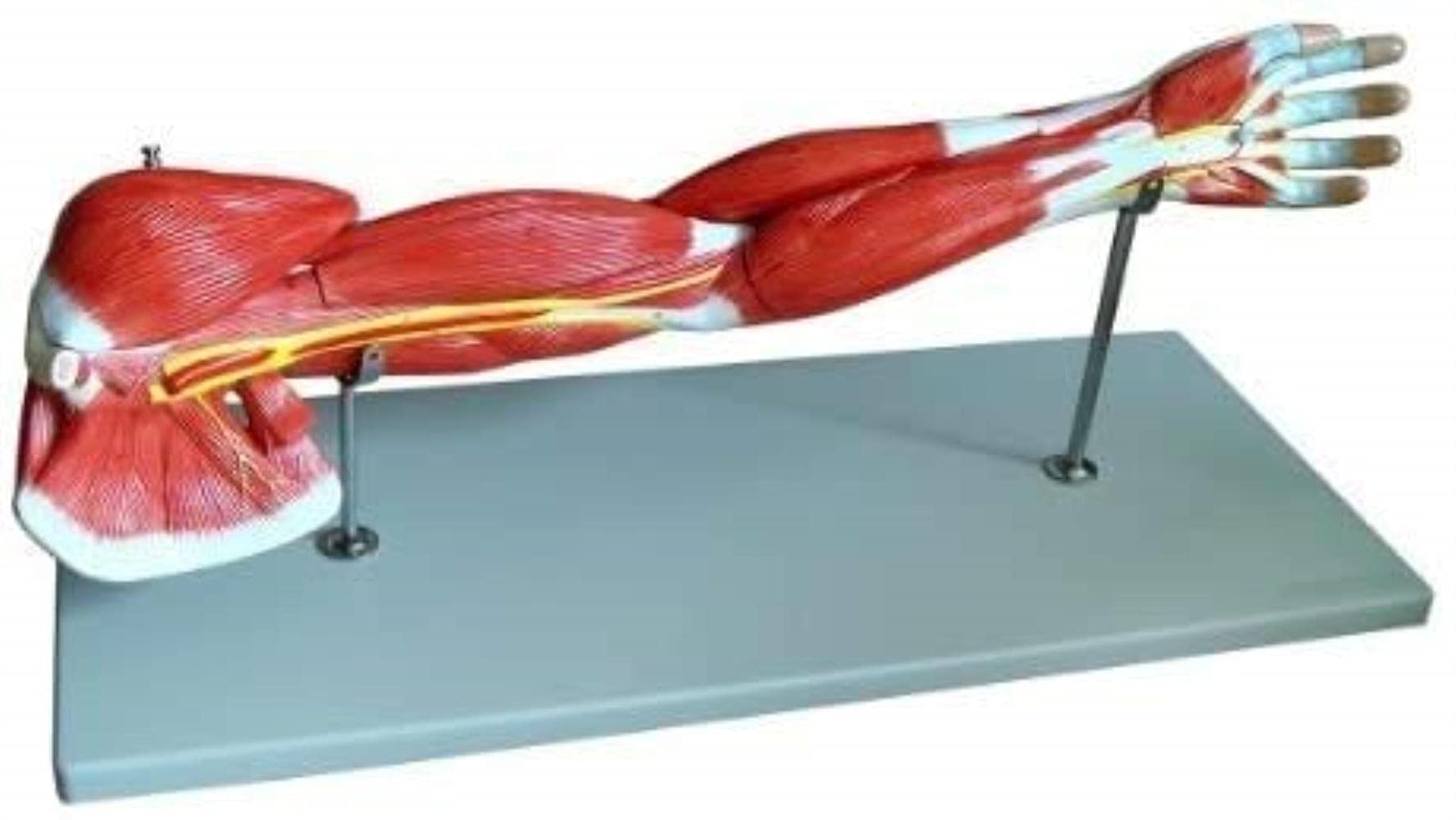 Buy RTYUI Model Skeleton Anatomical Model,Arm Muscle Model,Anatomical ...