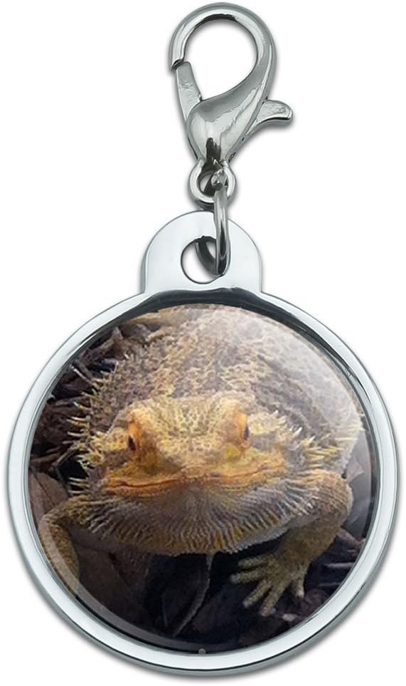 Amazon.com: Chrome Plated Metal Small Pet ID Dog Cat Tag Reptiles ...
