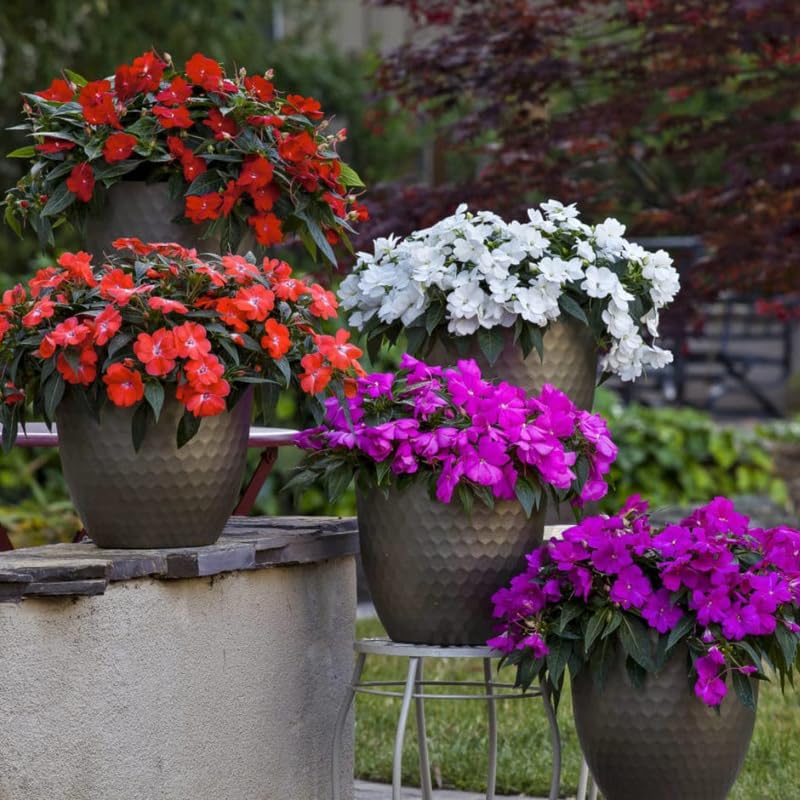Amazon.com : Pack 3 Impatiens Plants Live, Mix Colors Plant, Impatiens ...
