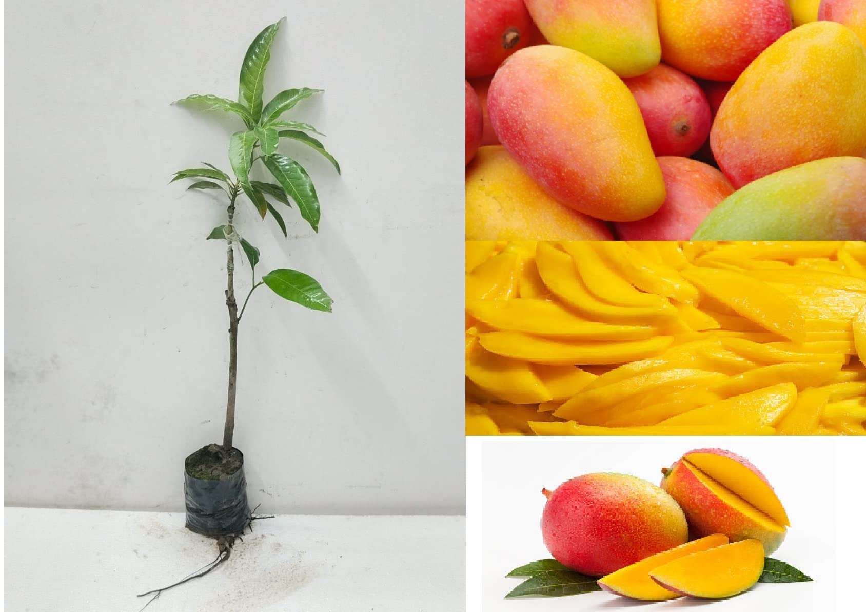 Mango Tree Biggest Planting Of New Mango Varieties Yess! AhHa! And