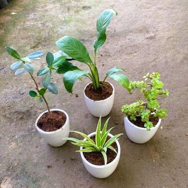 Table Top Air Purifying Combo- Set of 4 - Peace Lily, Spider, long ...