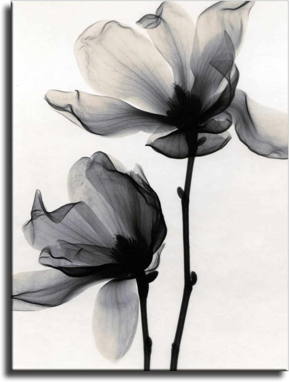 Amazon.com: Black and White Flower Poster Canvas Wall Art Hom e Wall ...