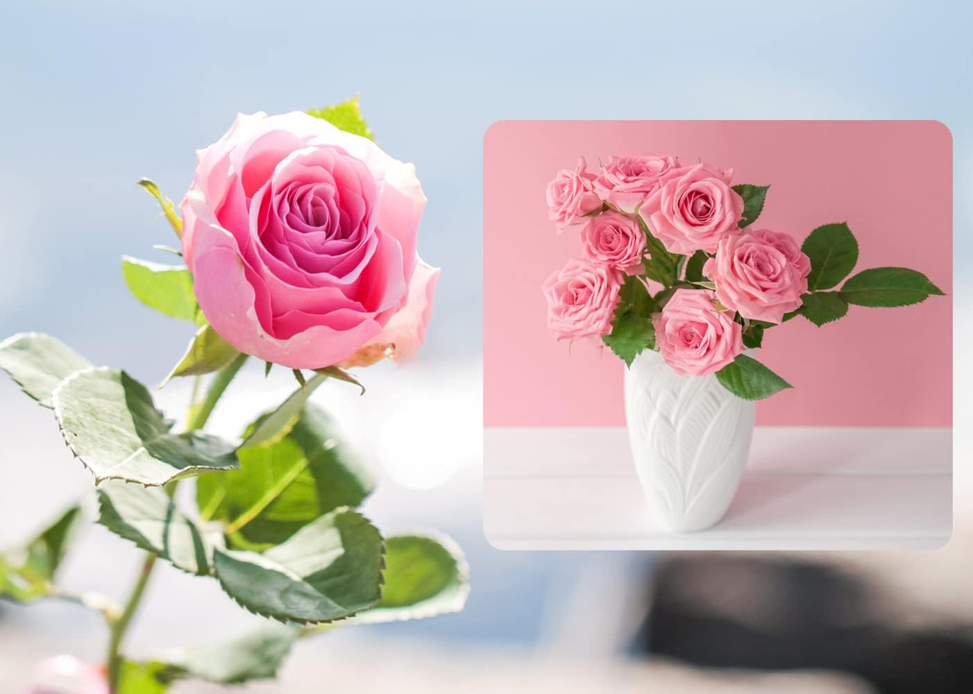 Amazon.com : Pink Rose Seeds for Planting Perennial Shrub, Non-GMO ...