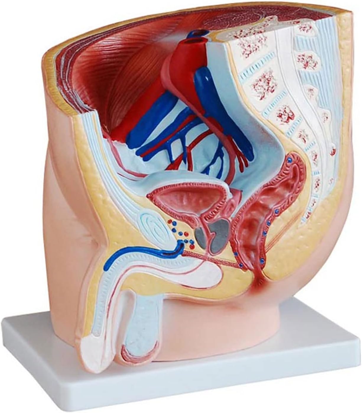 HEYBEC Male Pelvic Anatomy Model Sagittal Section Human Anatomy Model heybec-male-pelvic-anatomy-model-sagittal-section-human-anatomy-model