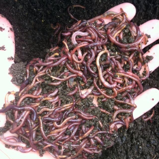 Amazon.com : WWJD Worms Red Wigglers Composting Worms - 3lb Bulk Live ...