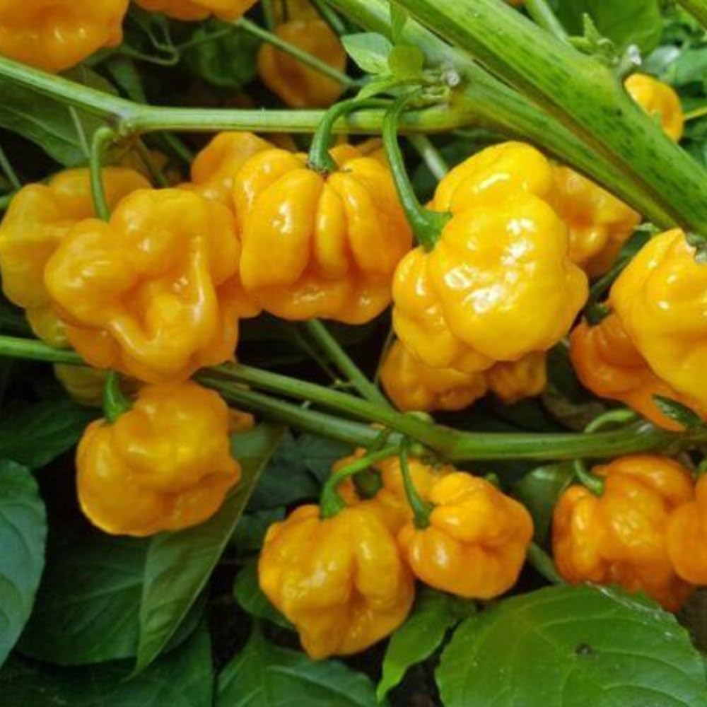Amazon.com : QAKUPER 2 Yellow Jamaican Scotch Bonnet Pepper Plants Live in 4 Inc Pot, 90 Days ...