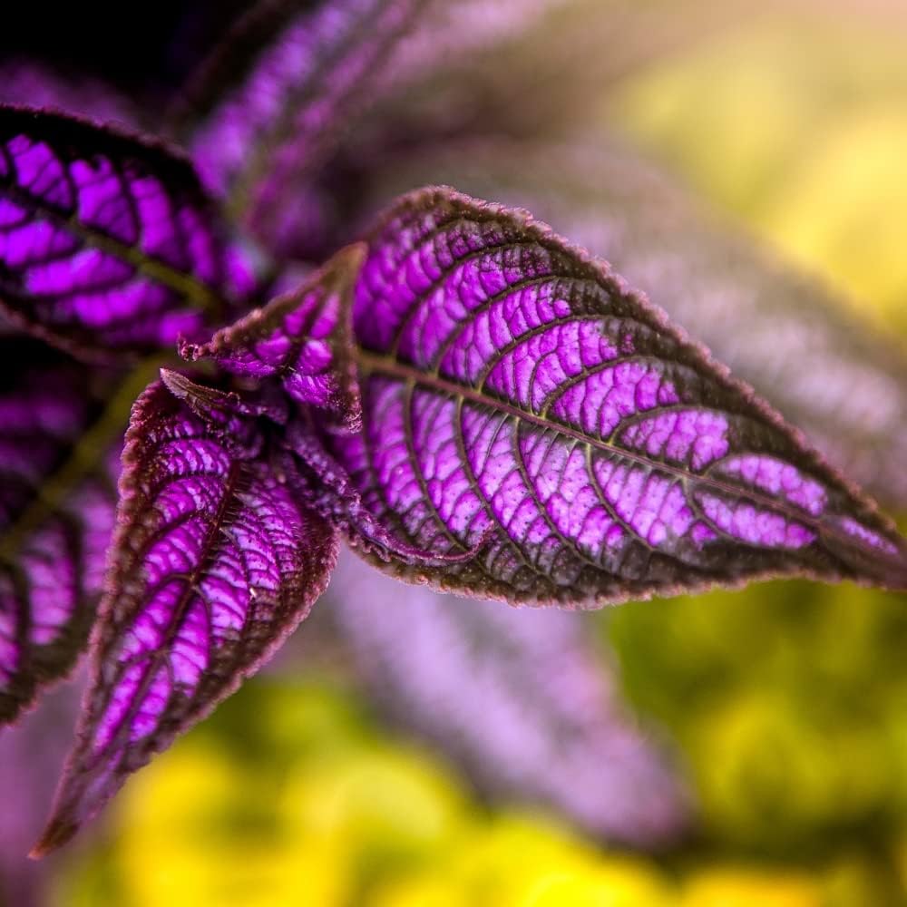 Amazon.com : Persian Shield Plant - Live Starter Plant in a 2 Inch Pot ...