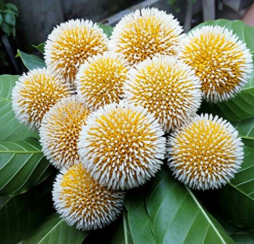 SHOP 360 GARDEN Neolamarckia cadamba/Burflower Tree Seeds