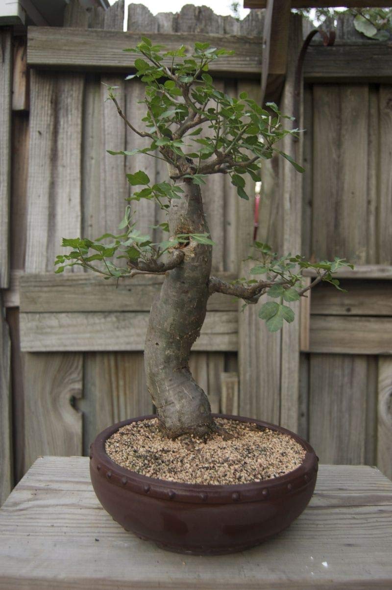 Buy Baobab Bonsai Tree - 5 to Grow - Highly Prized Baobab Tree - Ships ...