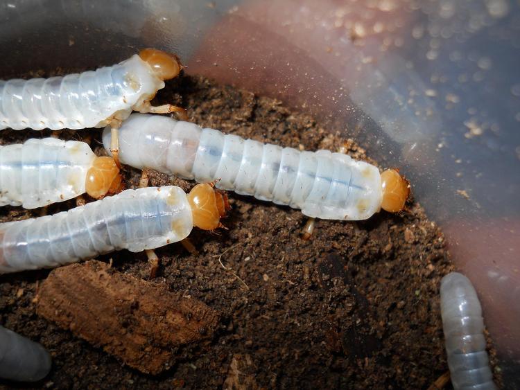 Isopod Zoology: Biology, Husbandry, Species, and Cultivars: McMonigle ...