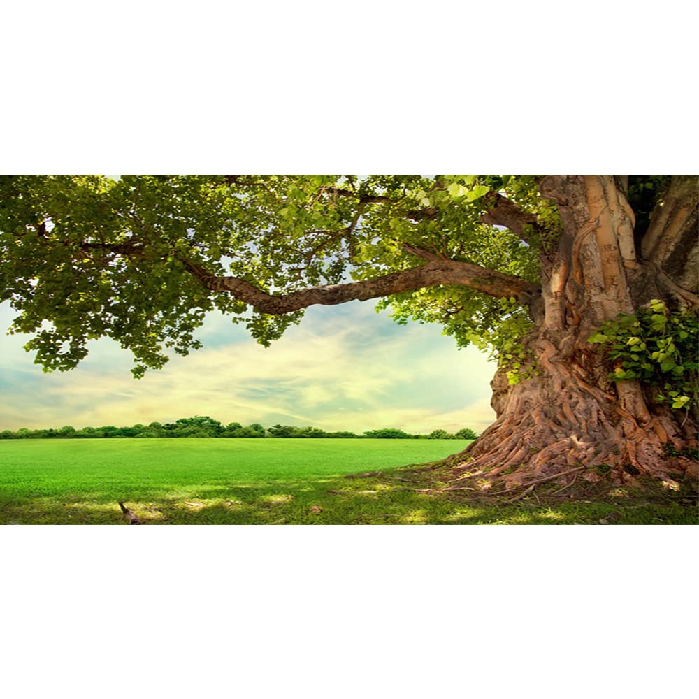 Amazon.com : YongFoto 8x4ft Spring Backdrop Green Grass Park Meadow ...