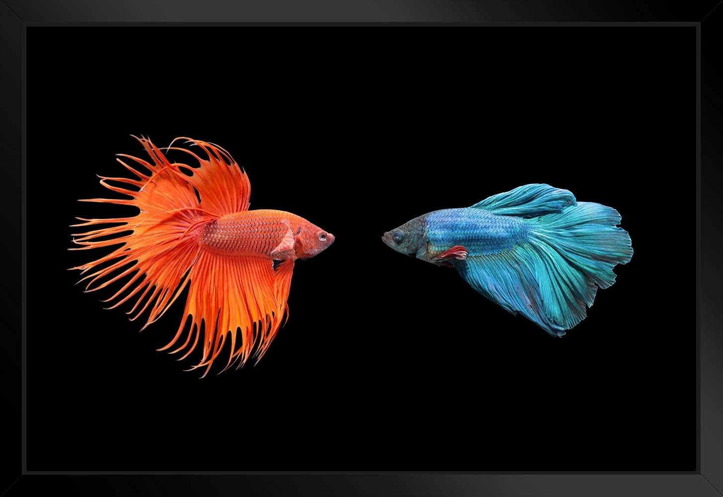Cool Fish Backgrounds