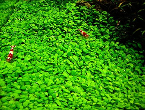 Glosso Carpet