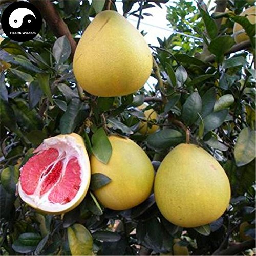 ROYAL LAND Rare Grafted Pink Sweet Pomelo Citrus KAMBILI NARANGA - High ...