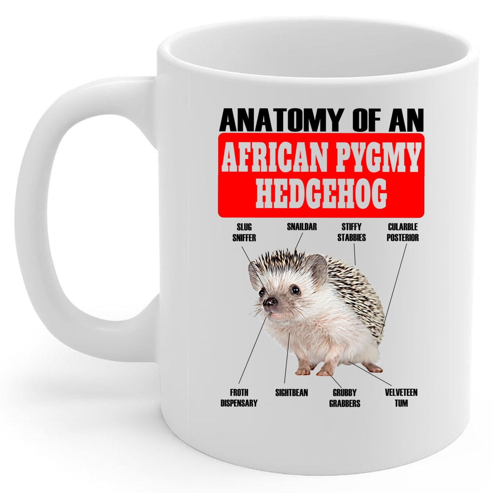 African Pygmy Hedgehog Anatomy