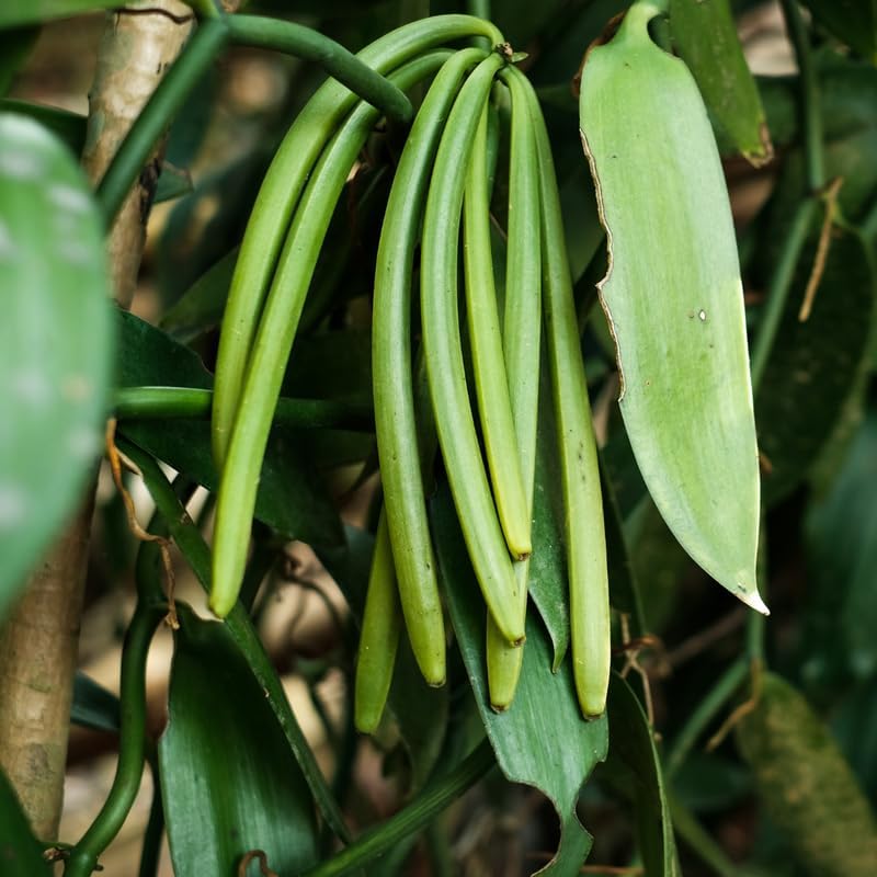 Amazon.com : Green Vanilla Orchid Bean Plant - Live Vanilla Orchids for ...