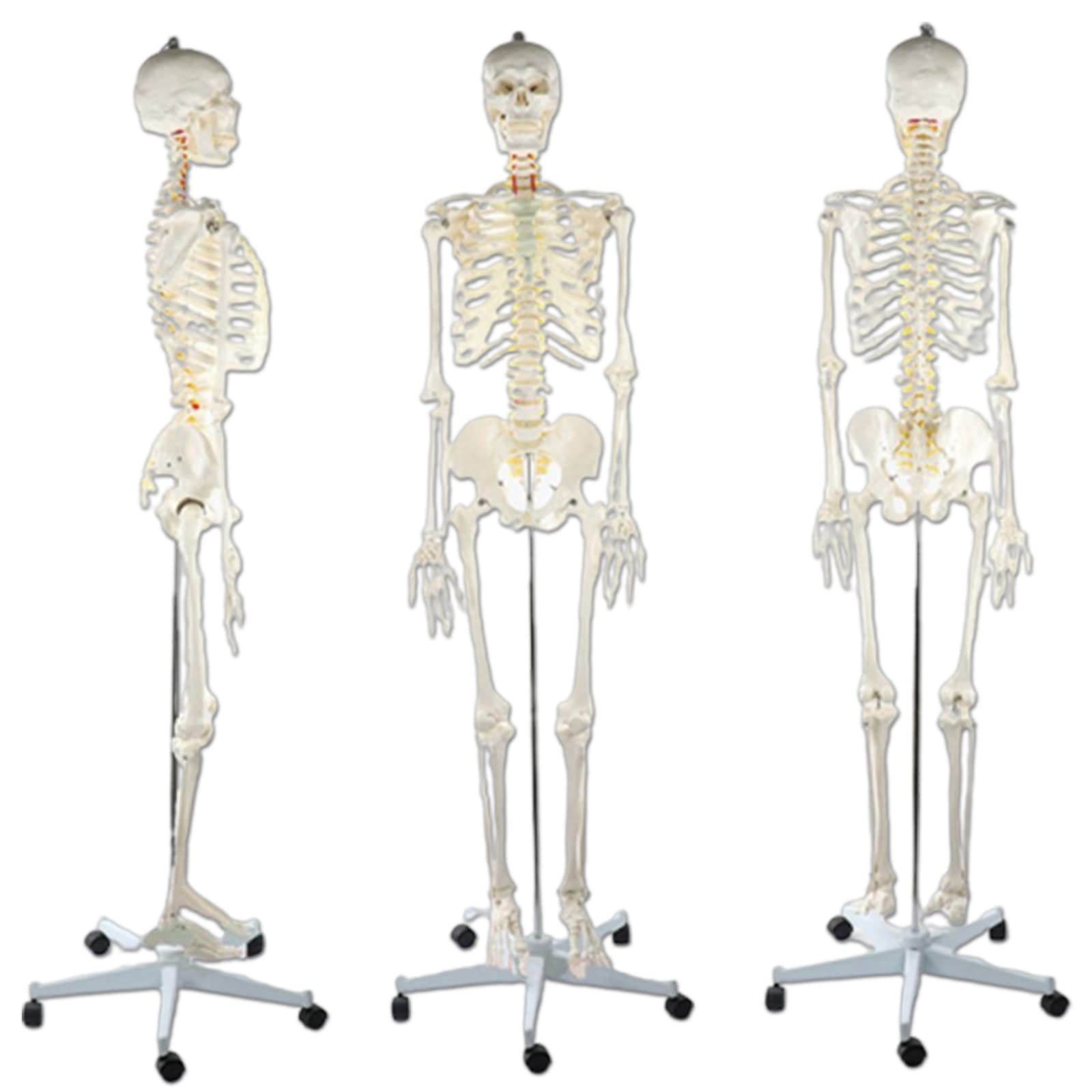 170cm Professional Human Skeleton Model Life Size Anatomical Skeleton ...