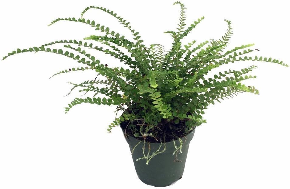 Amazon.com : Button Fern, Live Indoor Plant, 4 inch Pot - Hopewind ...