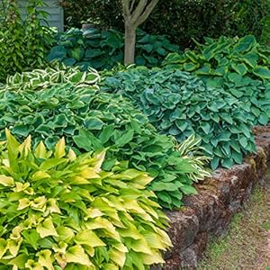 Assorted Hosta Plant Mixture Bare Root Perennial Plants - 8 Bare Root ...