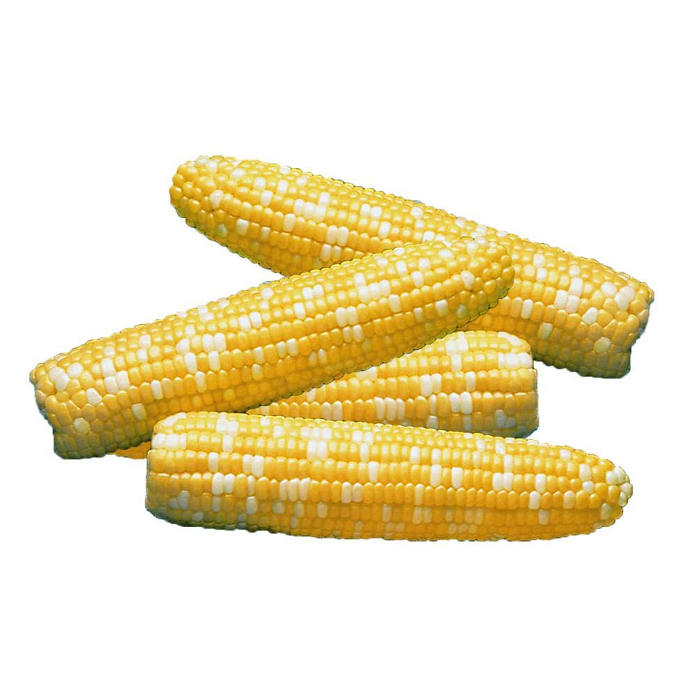 Corn Seeds Clipart