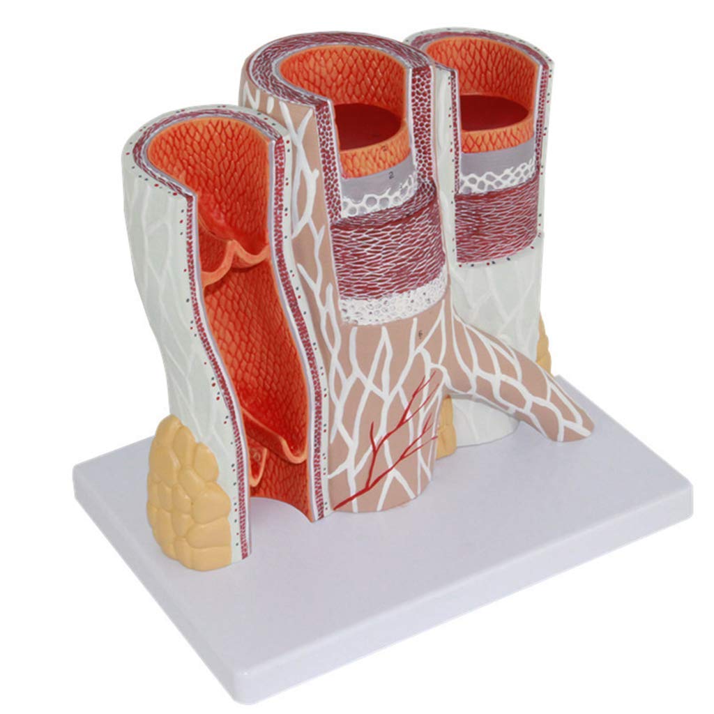 Buy Anatomy Education Model - Scientific Human Anatomy - Anatomic and ...